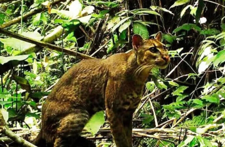 Small Cat Conservationists Hail Uganda’s new Echuya Forest | The Green ...